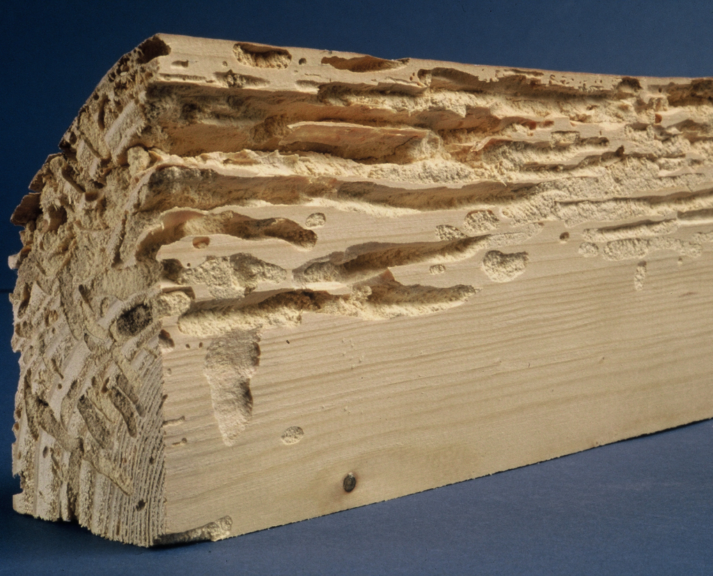 Wood-eating insects - The capricorn beetle - Groupe Berkem