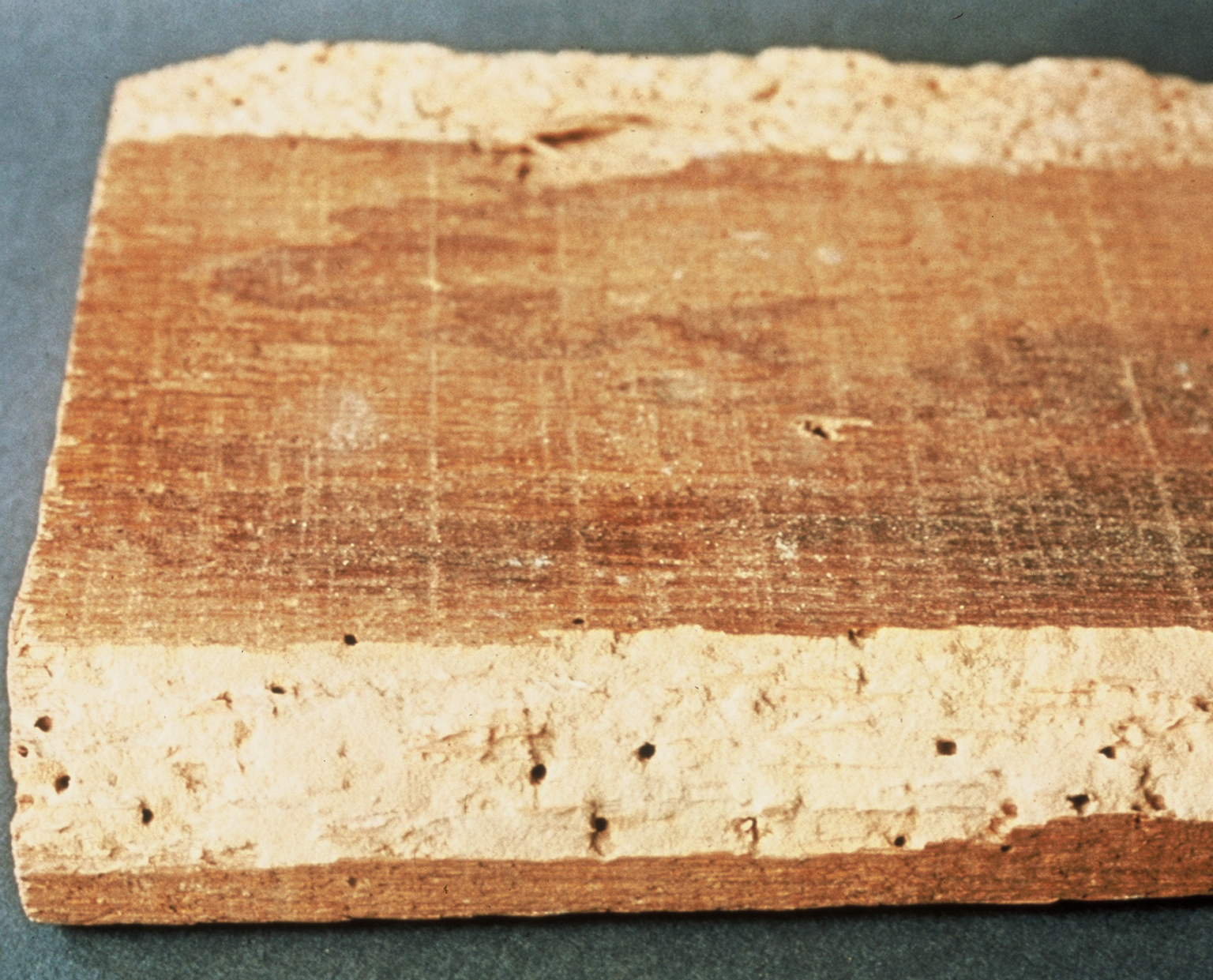 Lyctus, an insect with wood-eating larvae - Groupe Berkem