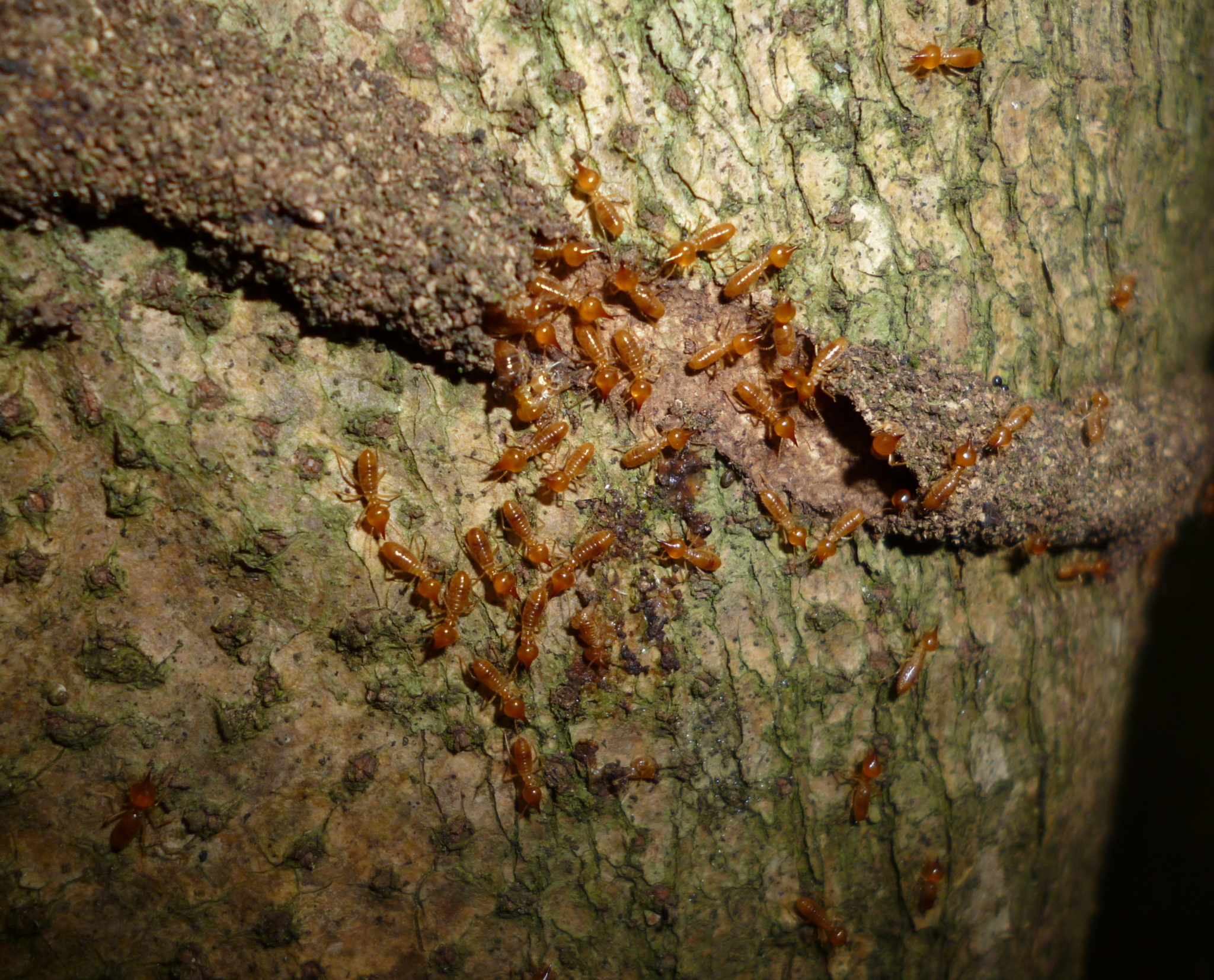 Wood termites - Groupe Berkem