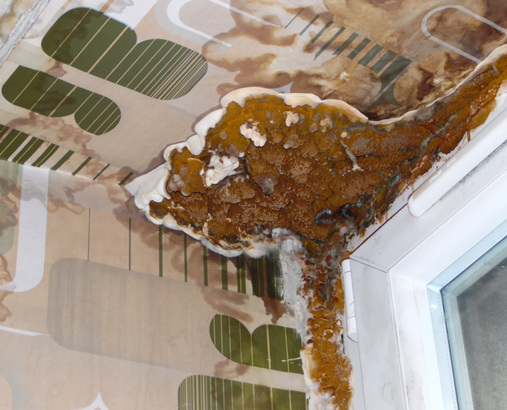 Dry rot fungus: How to treat infested wood? - Groupe Berkem