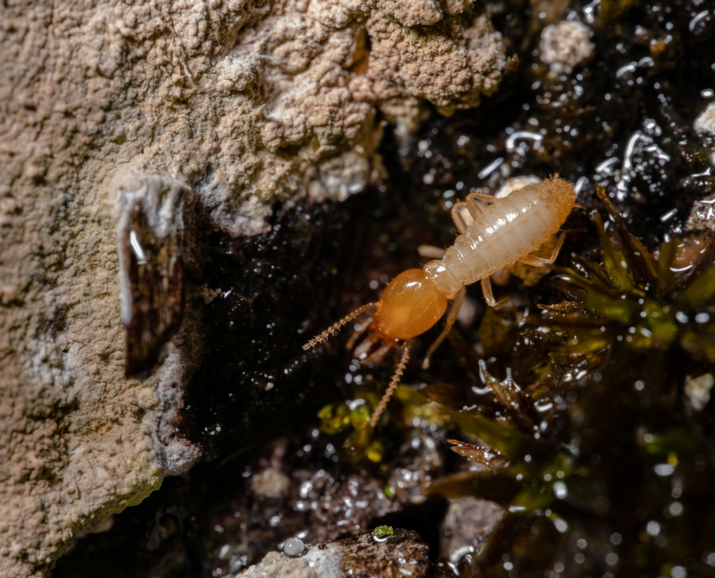 Preventing termite infestation: The best pre-construction solutions